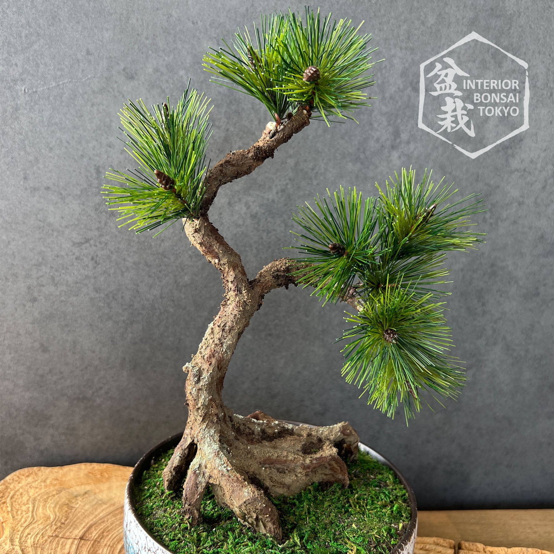 【Artificial Bonsai】Toshiie